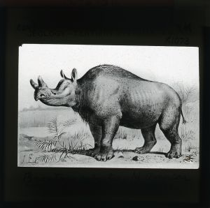 Brontops Robustus | Explore Our Collections