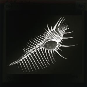 Venus Comb | Explore Our Collections