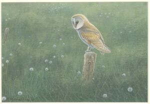 Hungry Barn Owl | Explore Our Collections