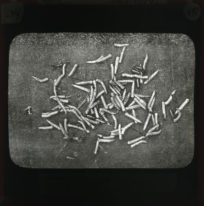 House Fly Larvae | Explore Our Collections